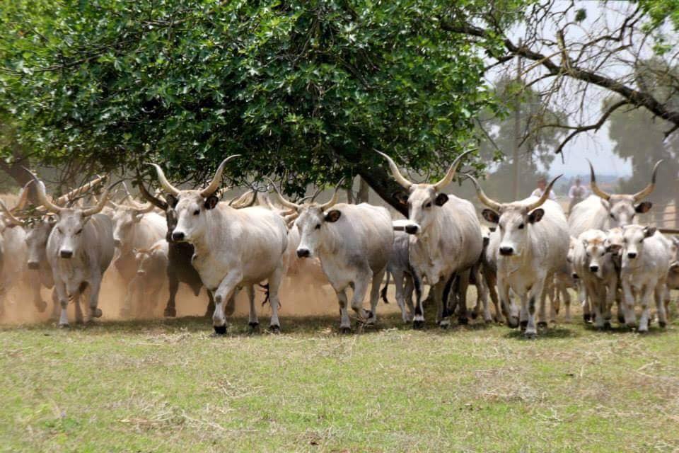 Filiera della carne bovina BIO e delle razze autoctone. | OATA Liberi ...